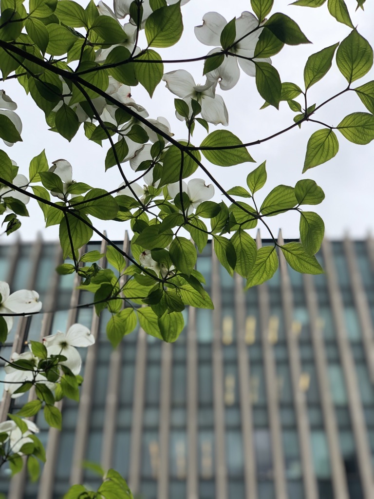 Meet the 2024–2025 LL.M. Named Fellowship Recipients | Columbia Law School